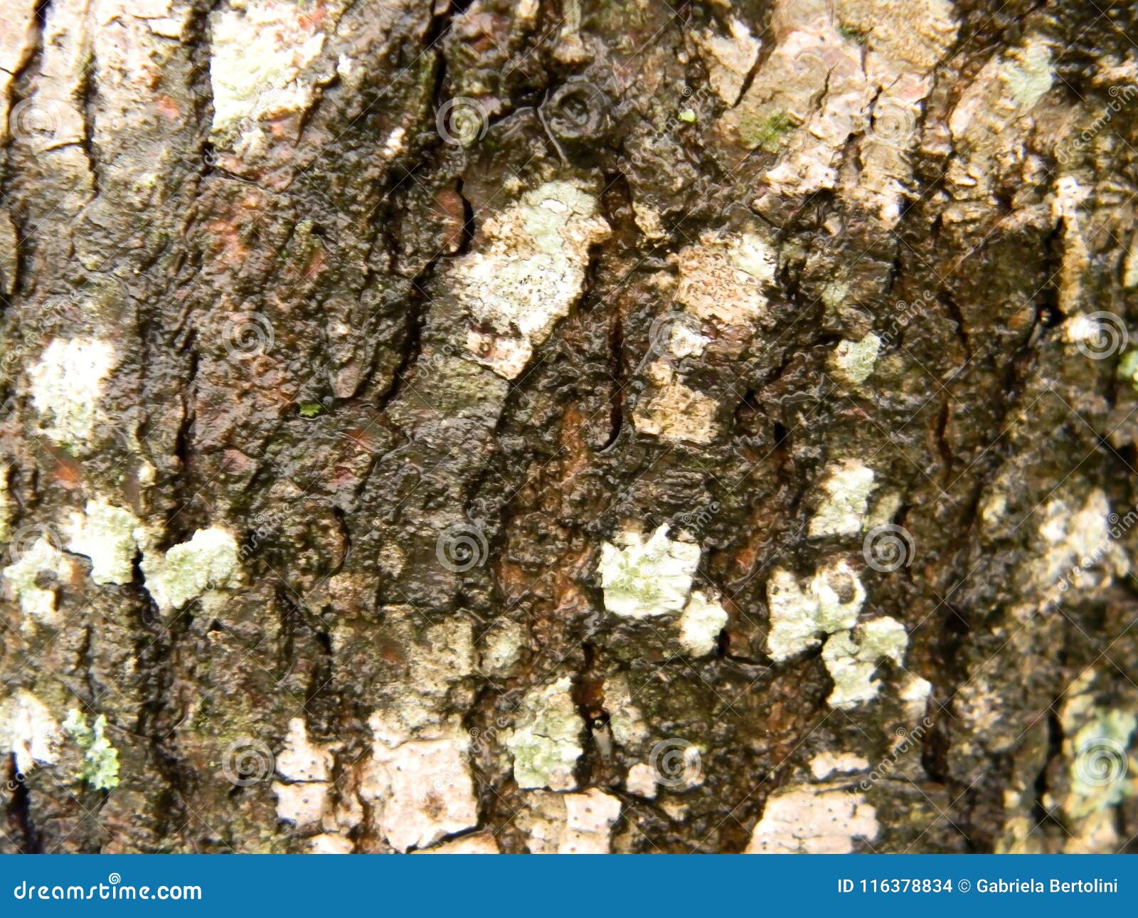 Bark of the moldy tree stock photo. Image of textured - 116378834