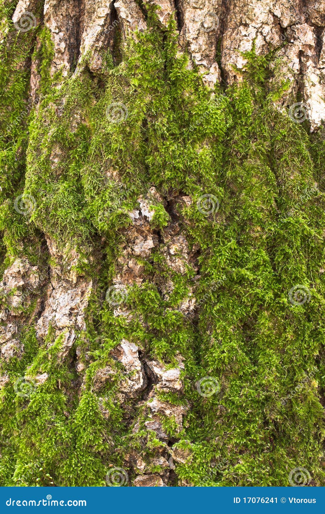 Bark and moss stock image. Image of trunk, pattern, woods - 17076241