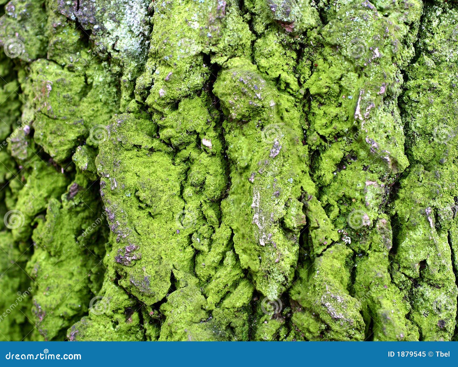 Bark and moss stock image. Image of detail, color, colour - 1879545