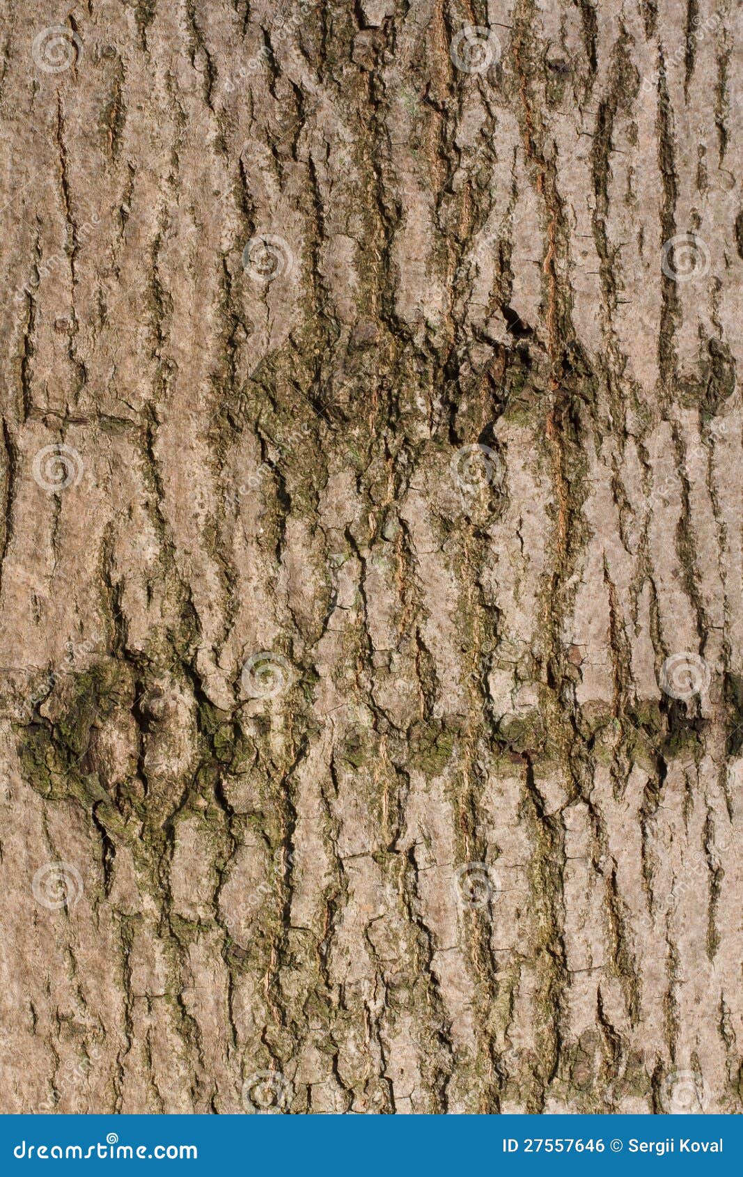 Bark and moss stock photo. Image of bark, stem, color - 27557646