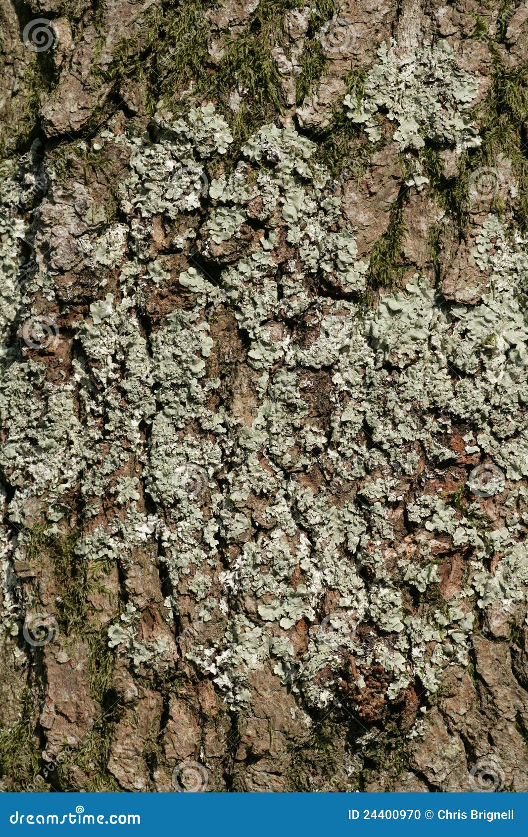 Bark and Moss Abstract Background Stock Photo - Image of bark, pattern ...