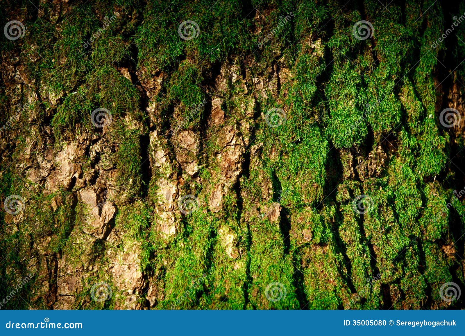 Bark in the moss stock photo. Image of grow, stripes - 35005080