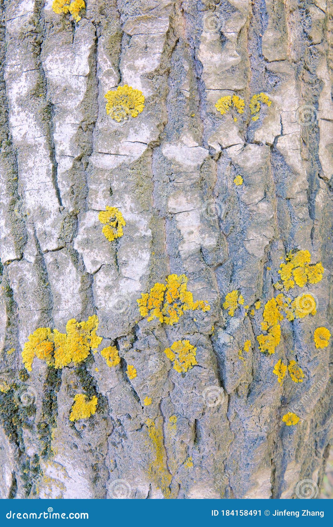 Bark and moss stock image. Image of lower, natural, muskeg - 184158491