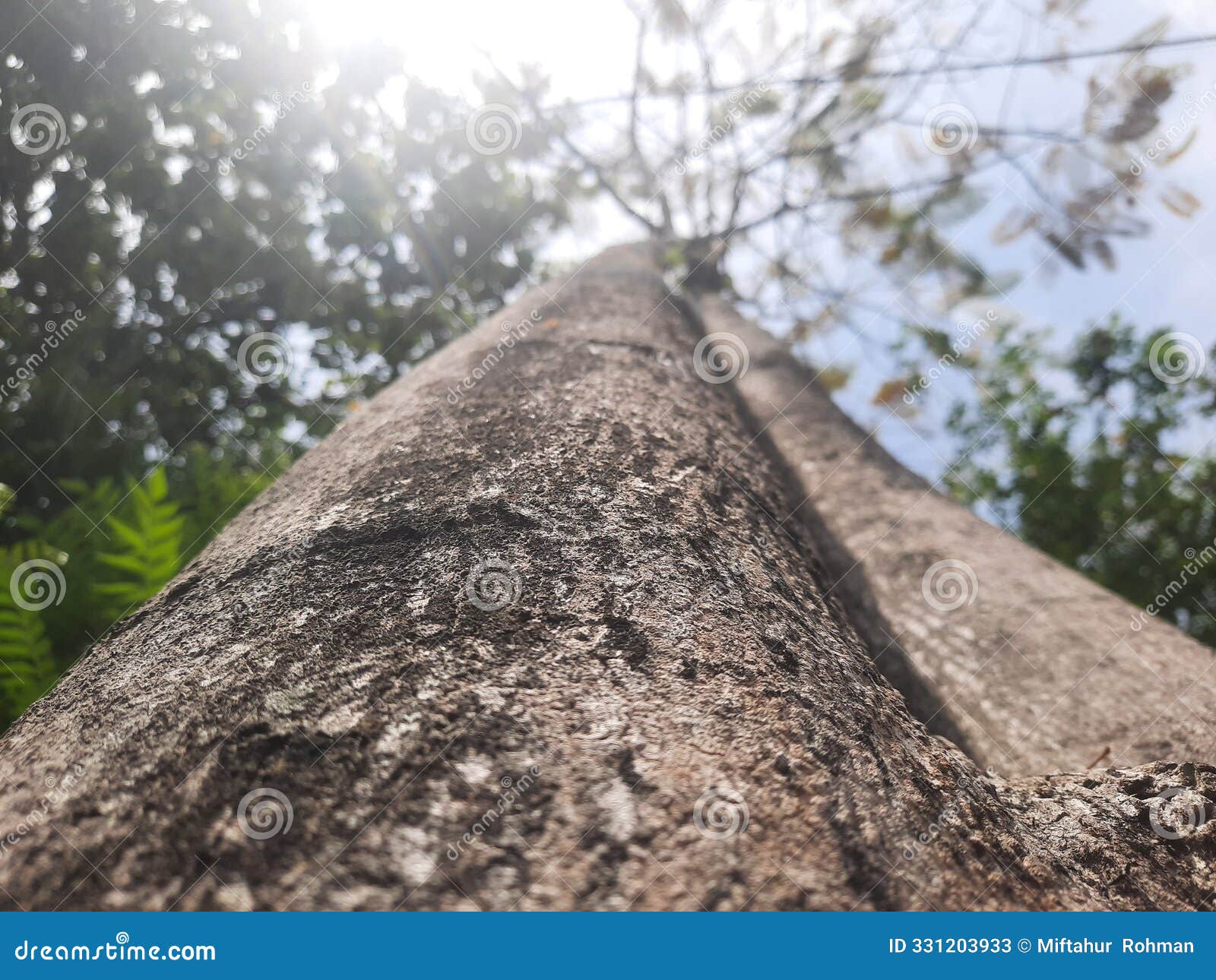 Bark Natural Texture in Rainforest. Kulit Kayu Stock Image - Image of ...