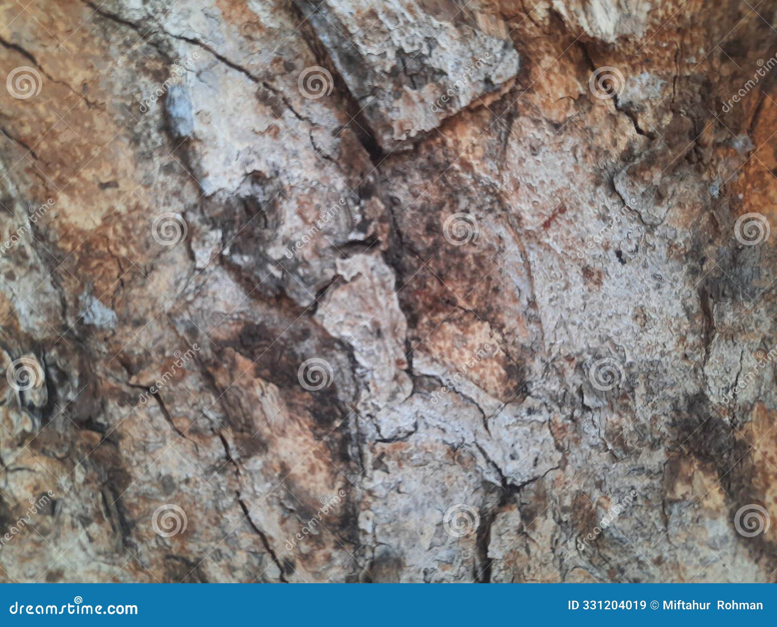 Bark Natural Texture in Rainforest. Kulit Kayu Stock Image - Image of ...