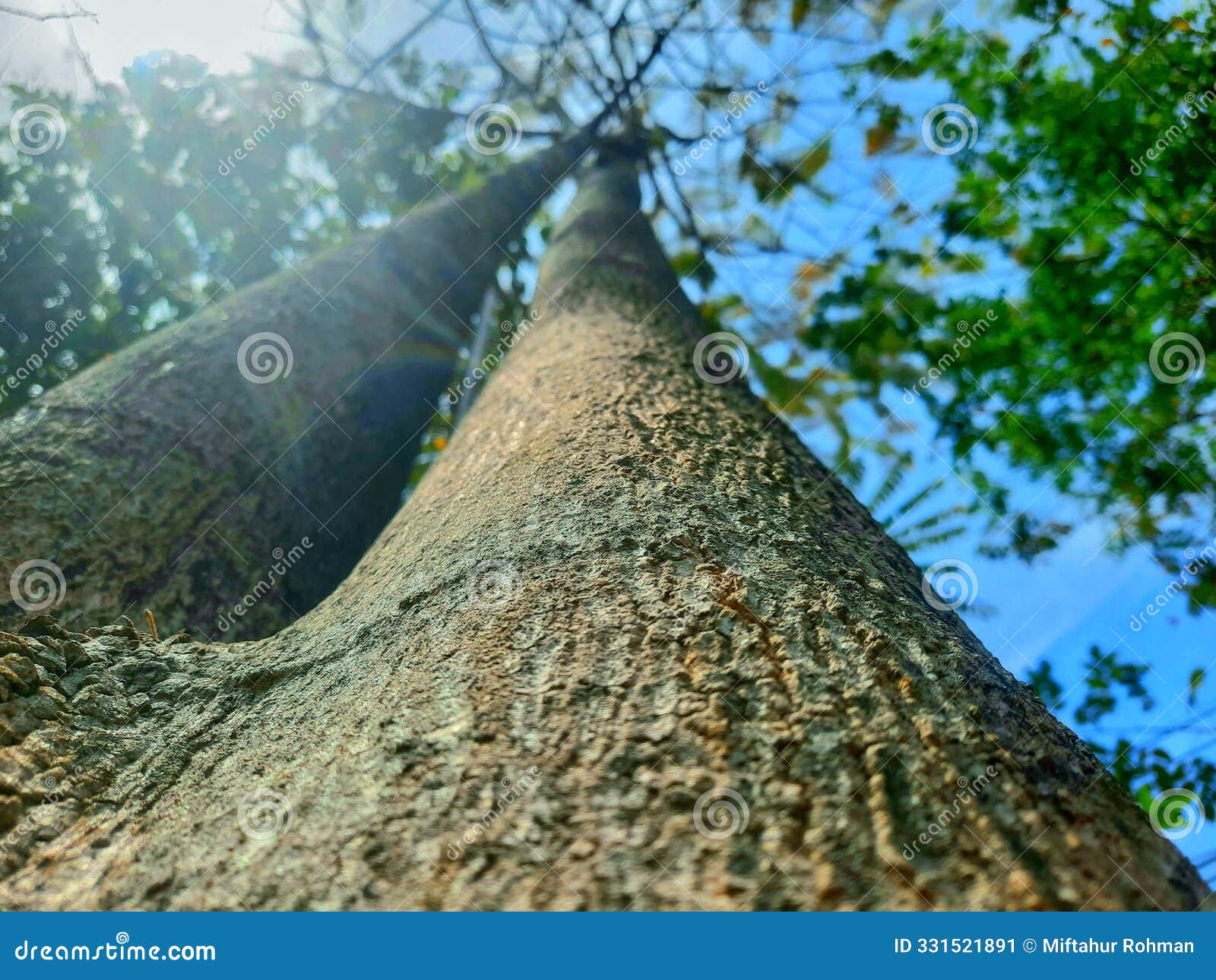 Bark Natural Texture in Rainforest. Kulit Kayu Stock Image - Image of ...