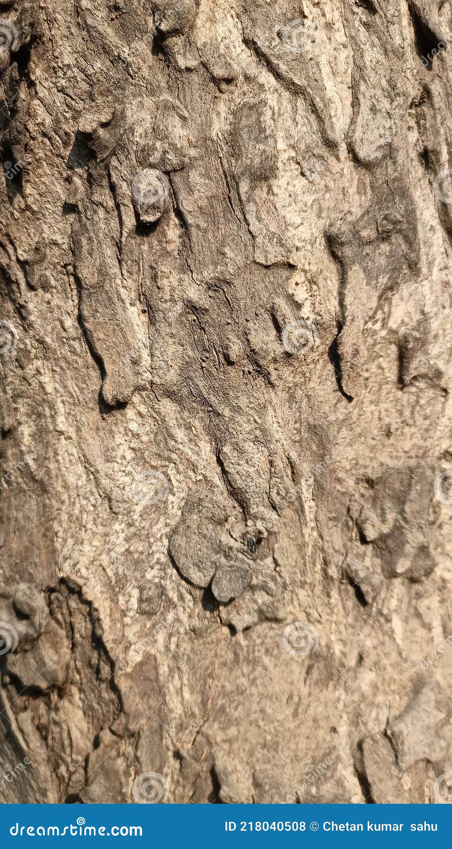 Bark of Neem tree stock photo. Image of wall, flower - 218040508