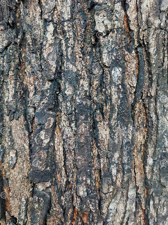 Bark of a Neem tree stock image. Image of neem, flower - 193058091