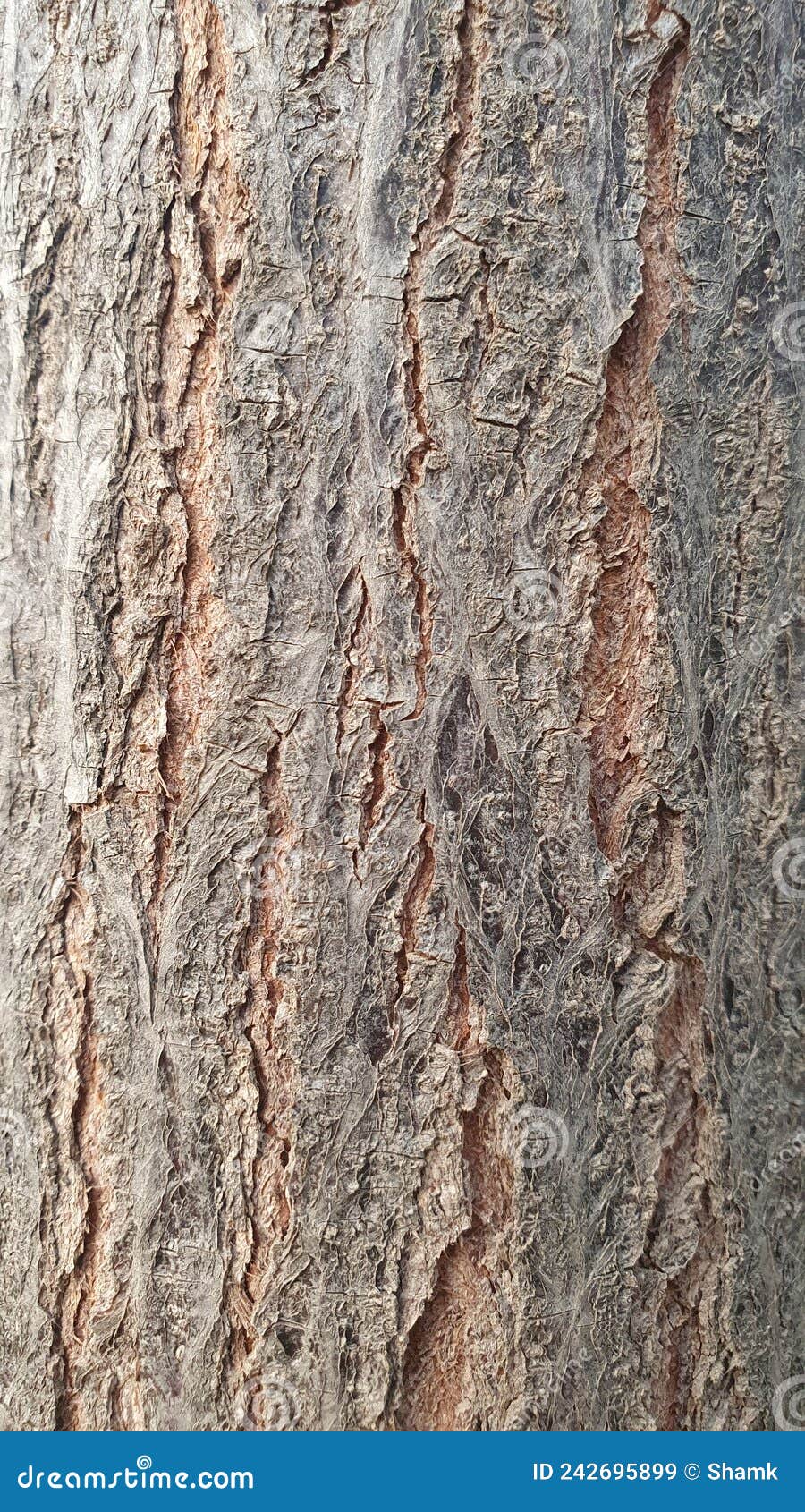 Bark of neem tree stem. stock image. Image of ground - 242695899