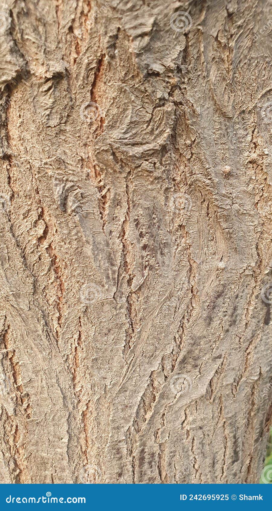Bark of neem tree stem. stock image. Image of colour - 242695925