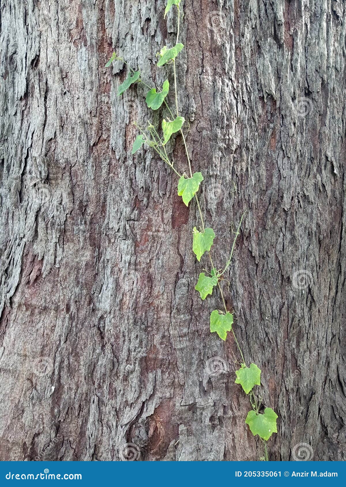 Green Leaves Creeping on the Tree Stock Image - Image of cambium ...