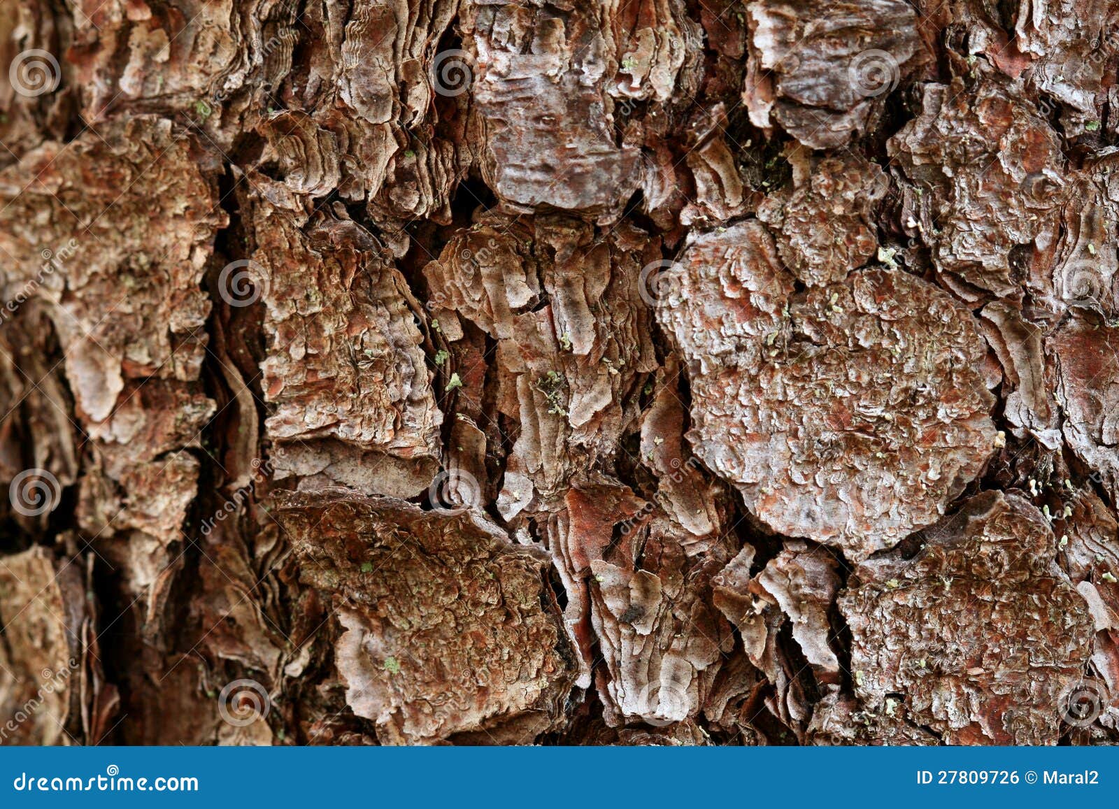 Bark of the Norway spruce stock photo. Image of forest - 27809726