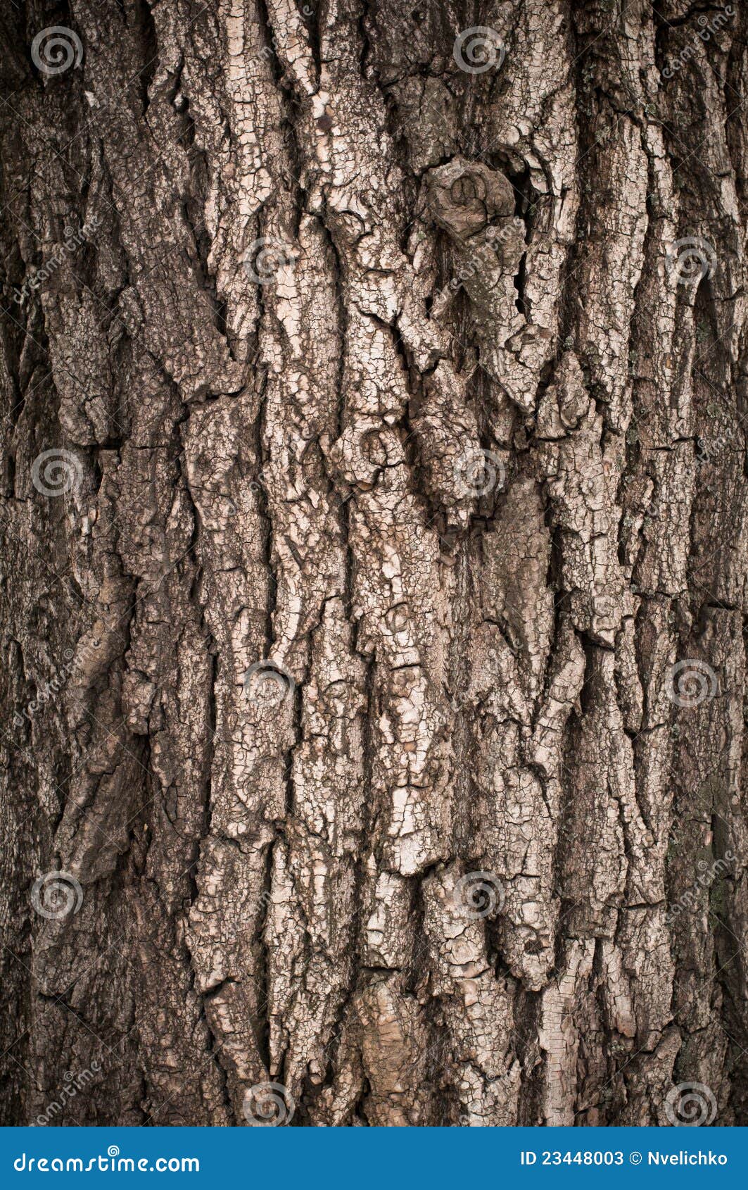 Bark of Oak Tree stock image. Image of detail, fiber - 23448003