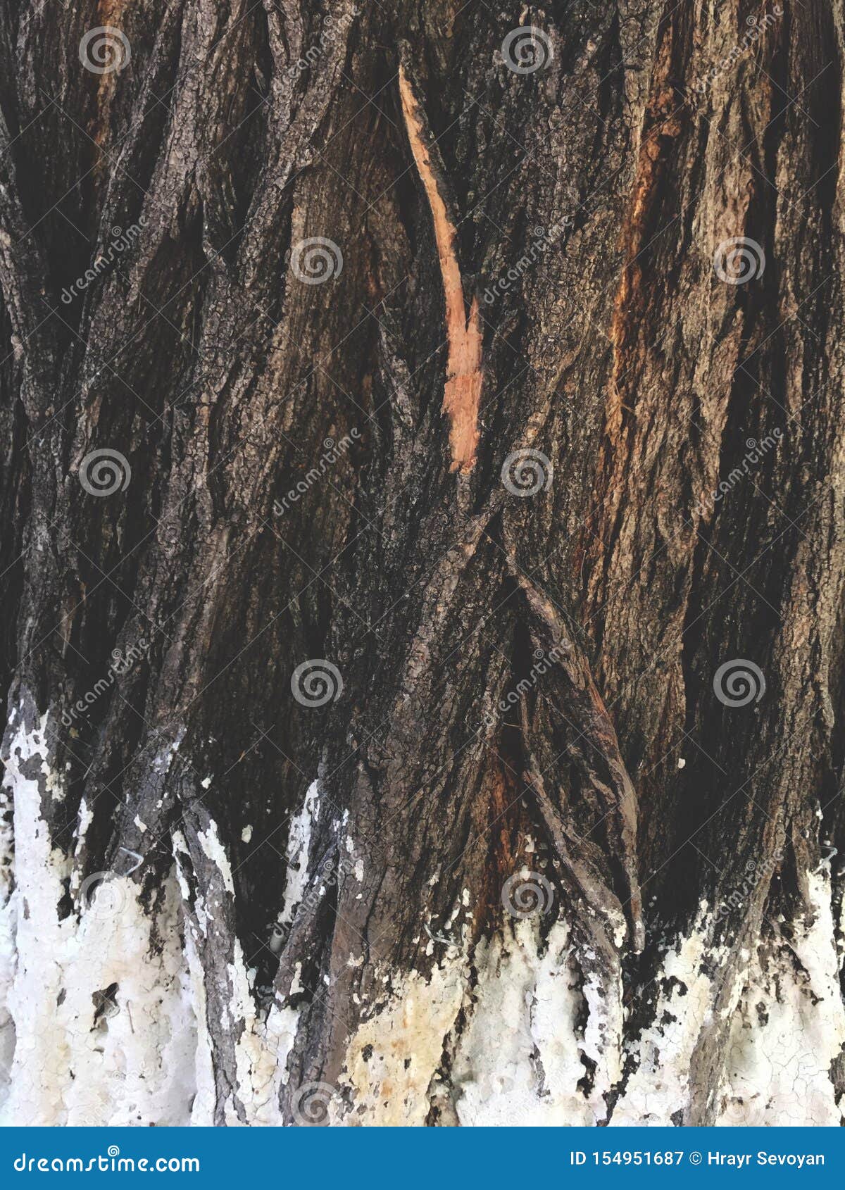 Bark Oak Tree in City Park Texture Old Tree, Tree Root Smeared Flea ...