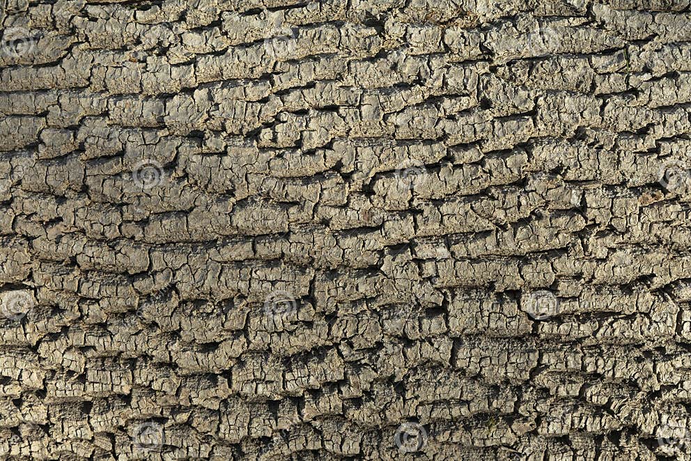 Bark of an Old Ash Tree As Background Stock Photo - Image of weathered ...