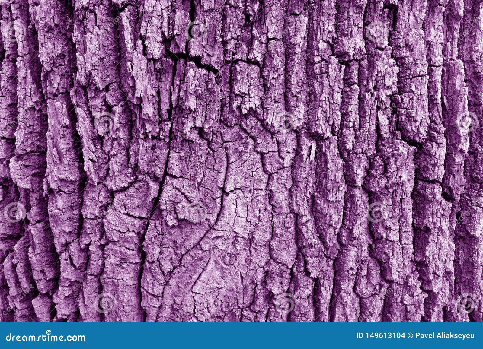 Bark of Old Big Oak Tree Texture in Purple Tone Stock Photo - Image of ...