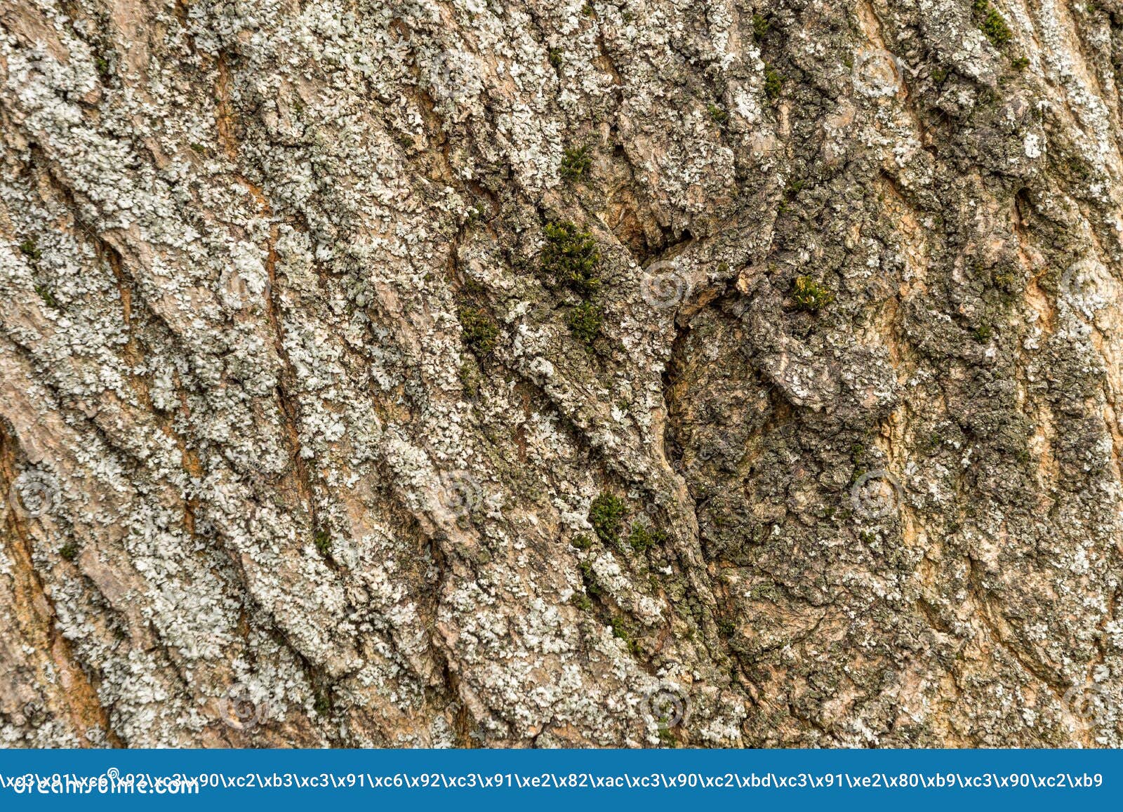Bark of Old Big Relief Nuts for Background Texture Stock Photo - Image ...