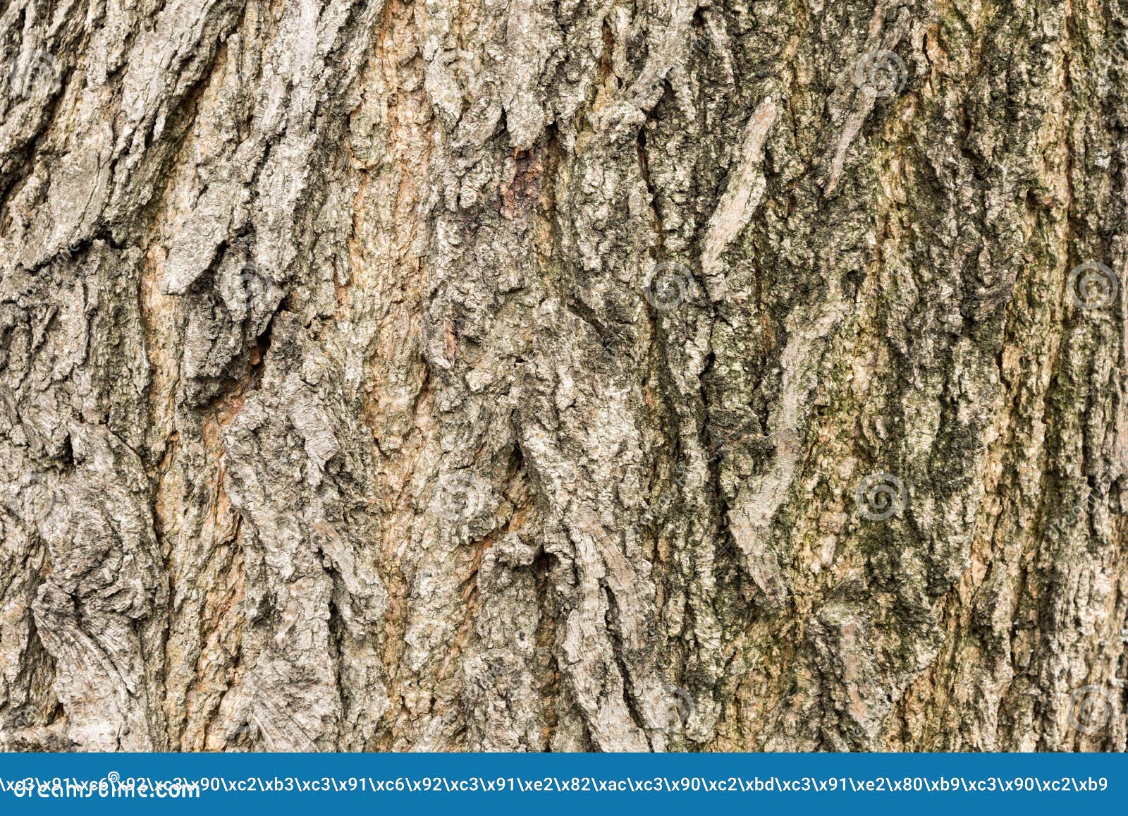 Bark of Old Big Relief Nuts for Background Texture Stock Photo - Image ...