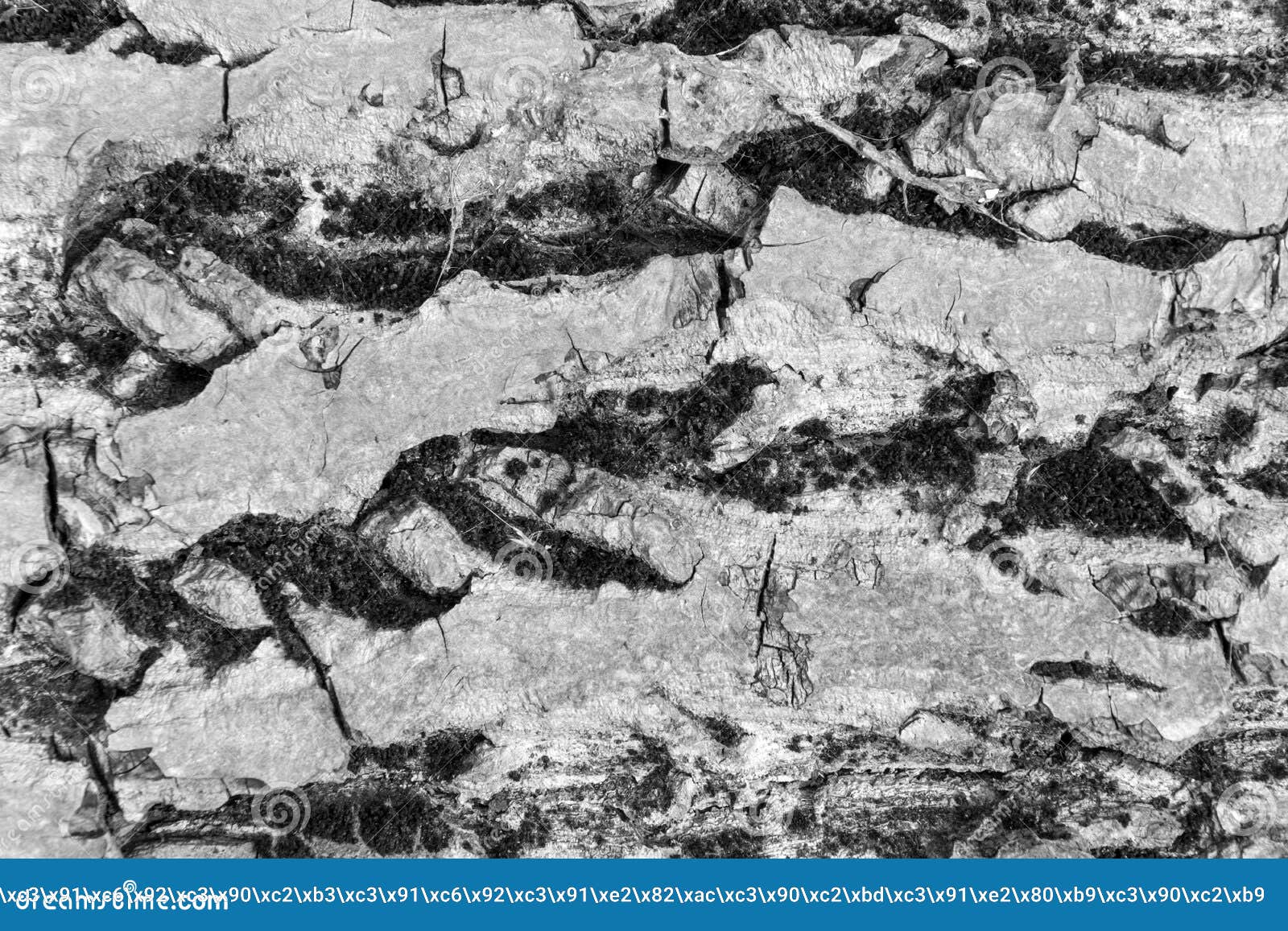 Bark of Old Big Relief Nuts for Background Texture Stock Image - Image ...