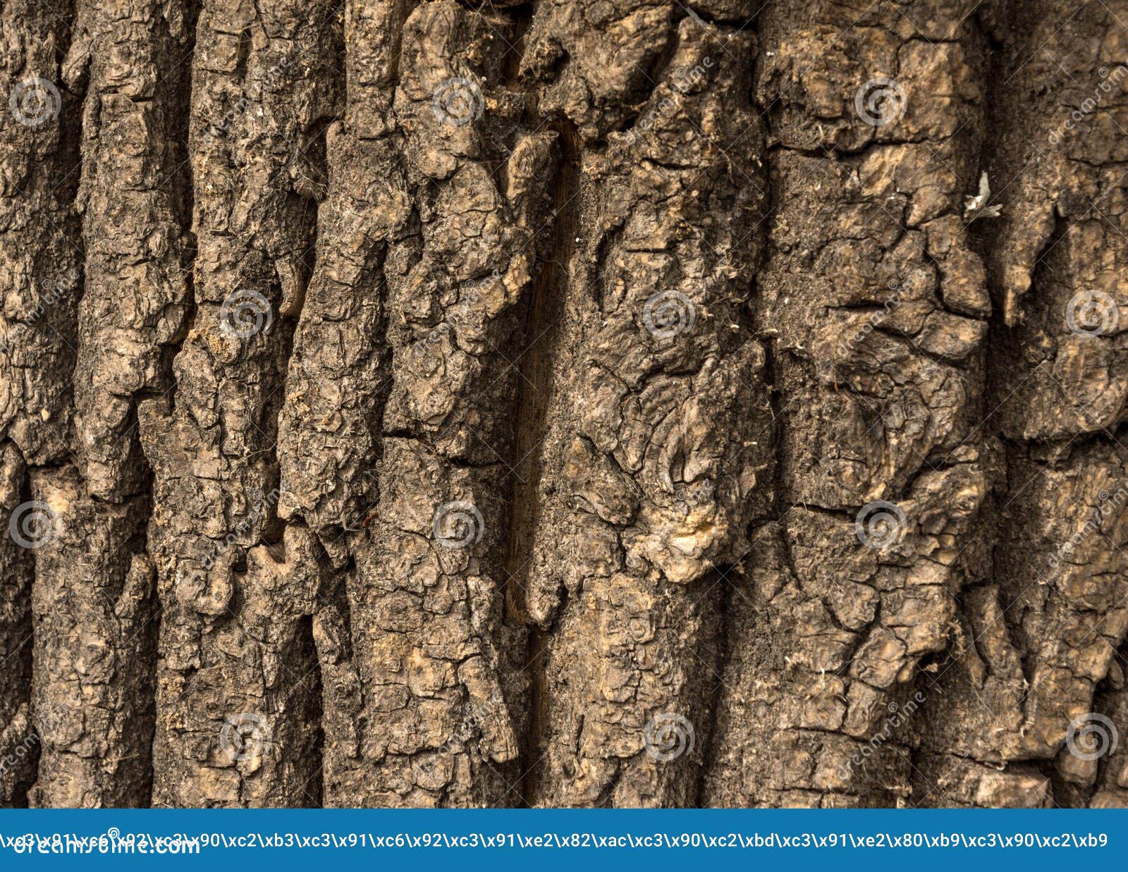 Bark of Old Big Relief Nuts for Background Texture Stock Photo - Image ...