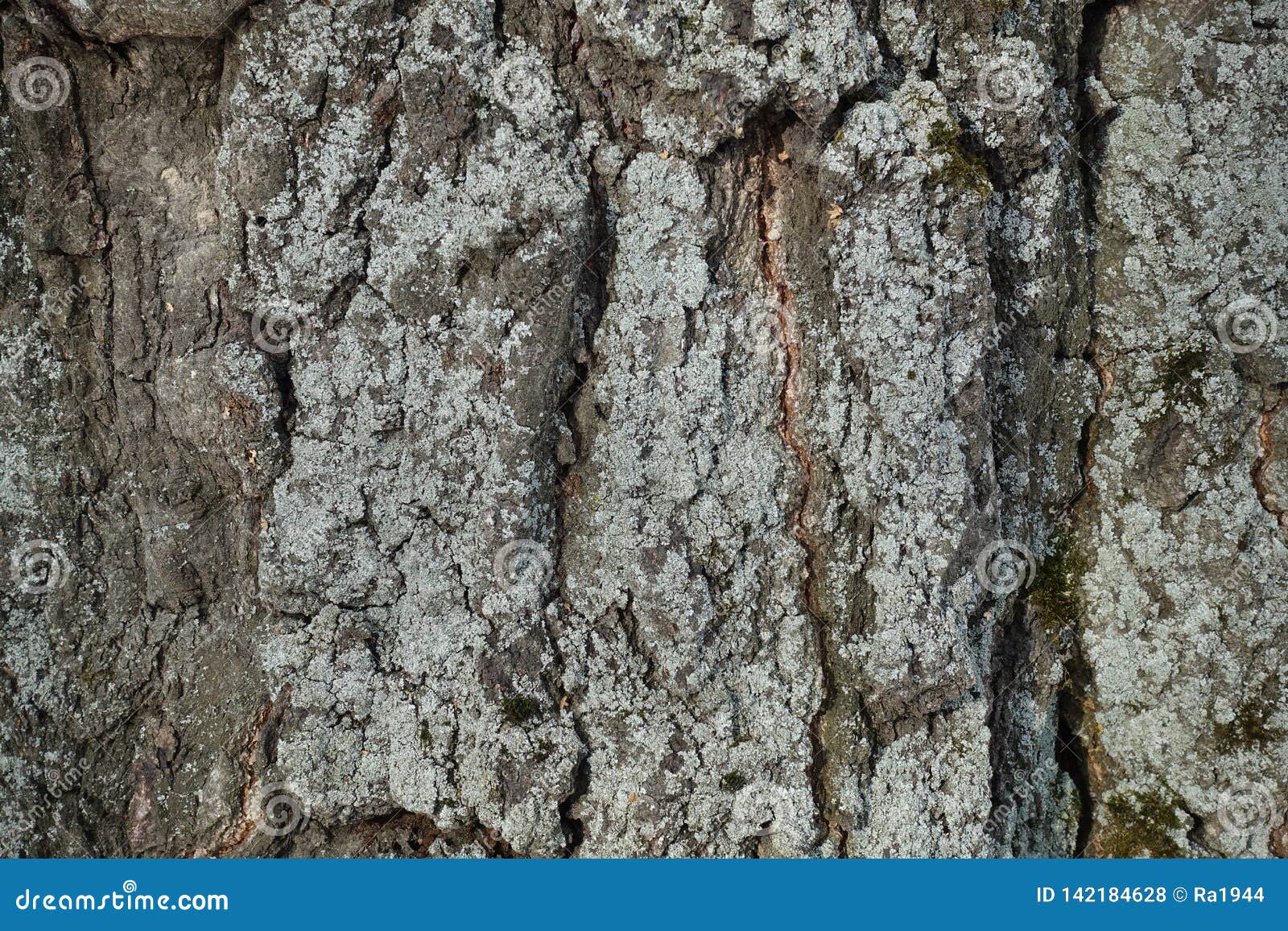 Bark of the Old Big Relief Nuts for Backgrounds Stock Photo - Image of ...