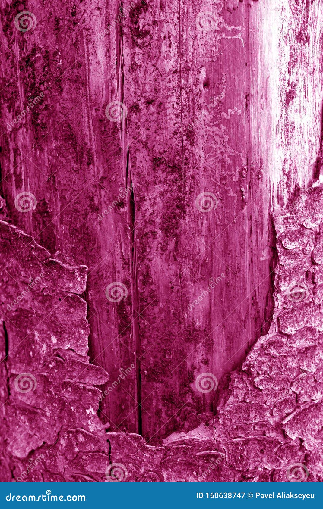 Bark of Old Big Tree Texture in Pink Tone Stock Image - Image of color ...