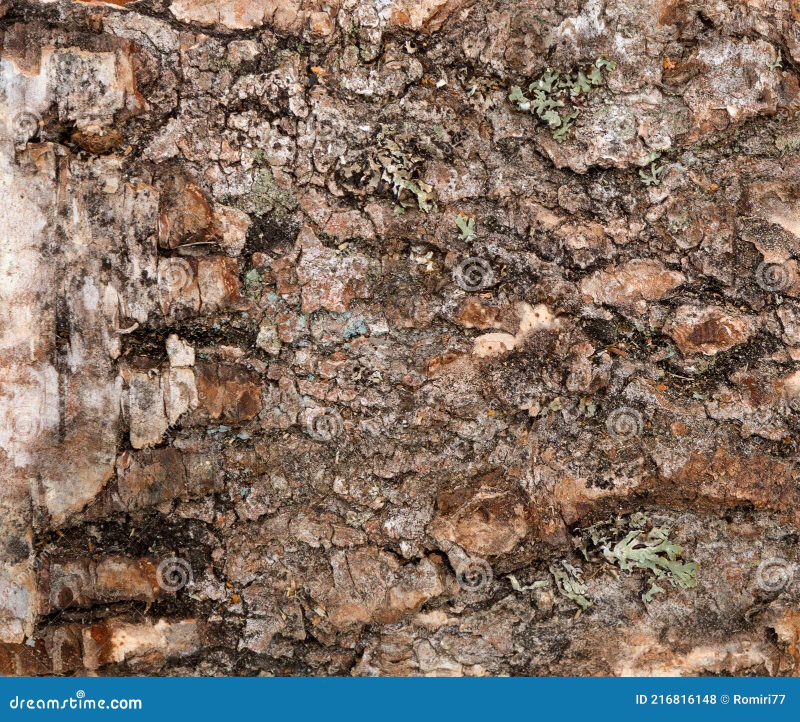 Bark of Old Birch Tree Close Up Stock Photo - Image of rough, trees ...