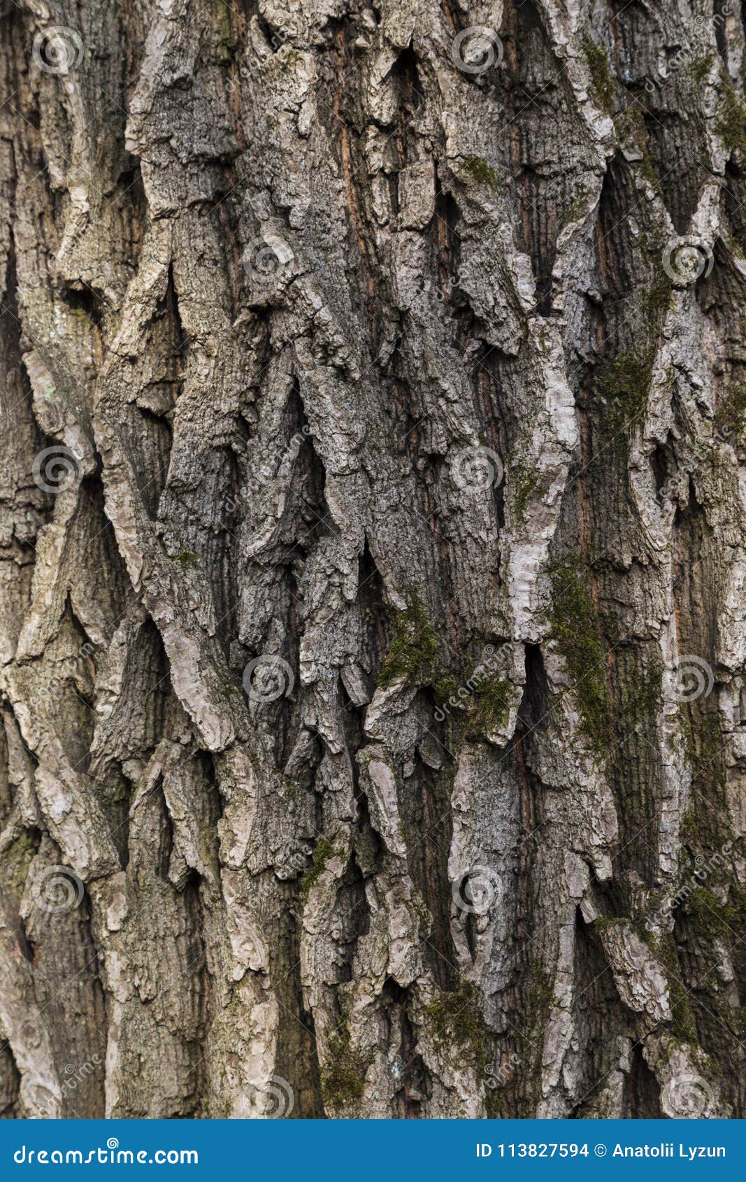 Bark of Old Deciduous Tree Closeup Stock Photo - Image of dimensional ...