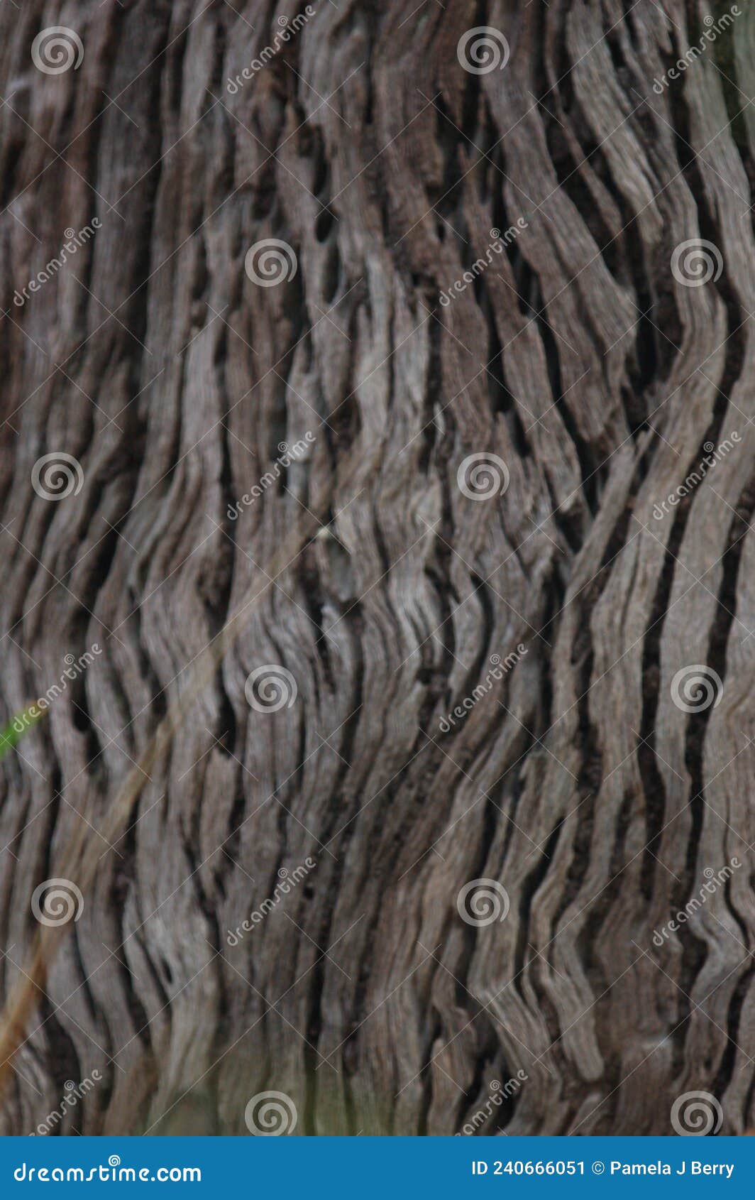 The Bark of an Old Gum Tree Stock Image - Image of bark, plant: 240666051