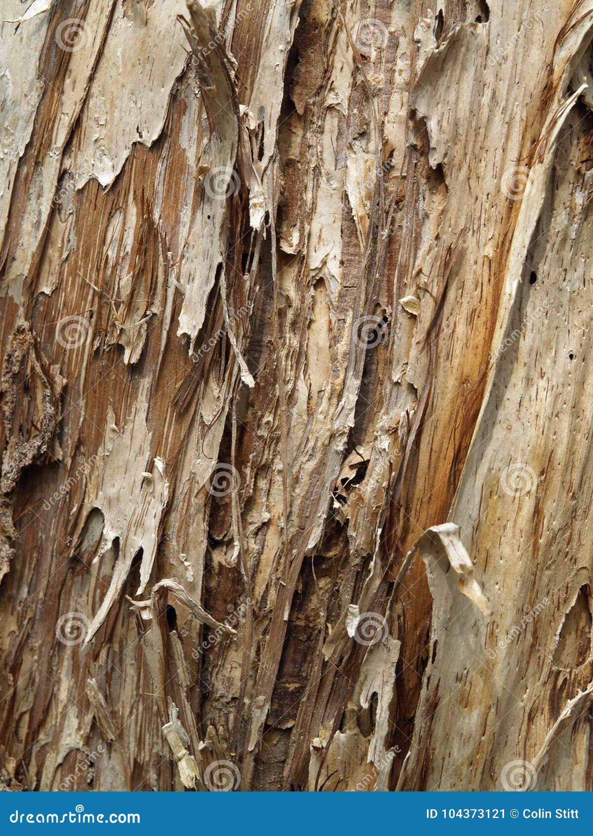 The Bark of an Old Gum Tree Stock Image - Image of australia, bark ...
