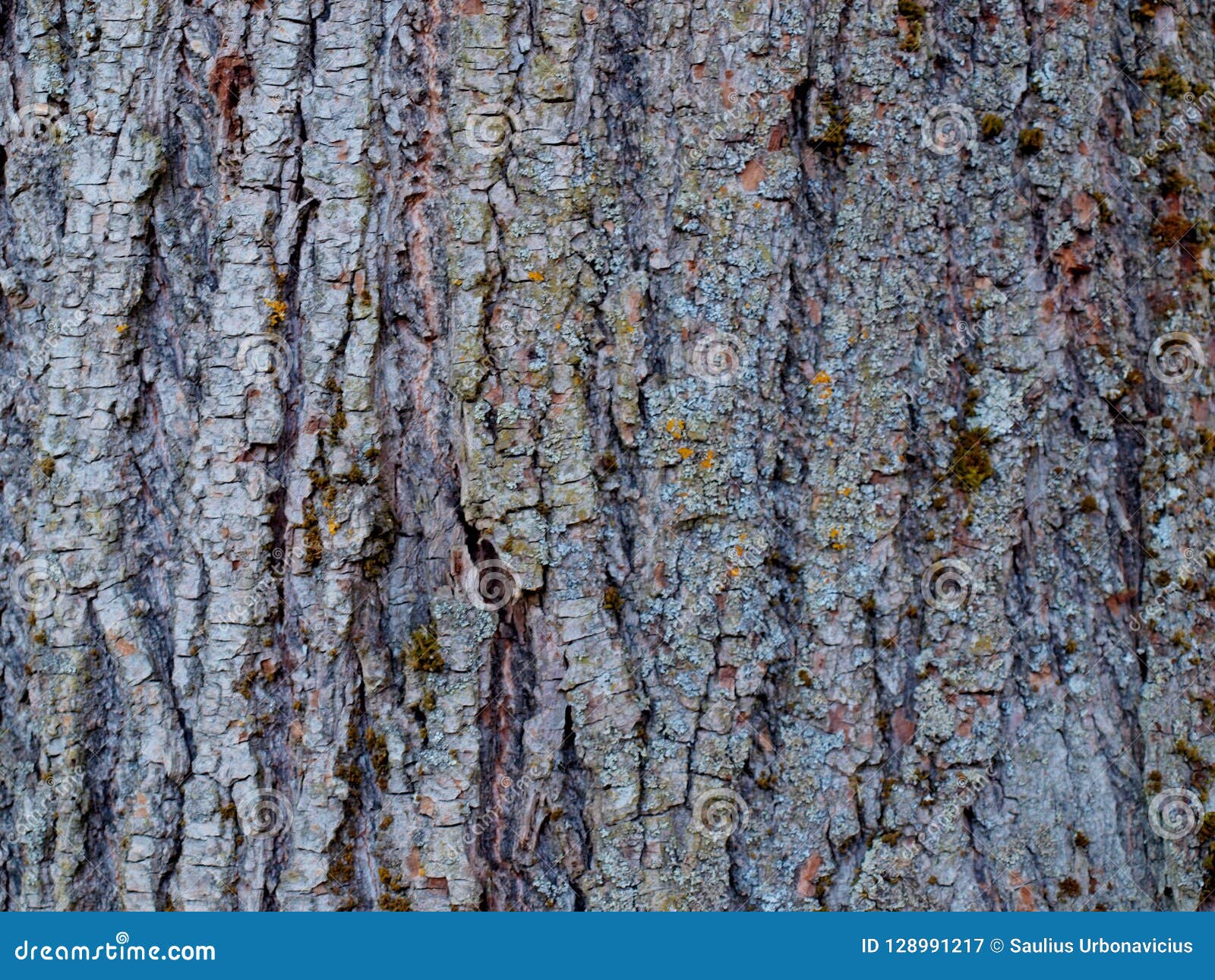 Texture of Bark of Old Lime Tree Stock Image - Image of bark, dirty ...