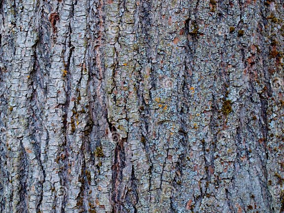 Texture of Bark of Old Lime Tree Stock Image - Image of bark, dirty ...