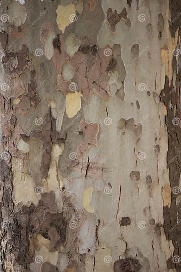 The Bark of the Old Maple Tree Stock Image - Image of dark, vertical ...