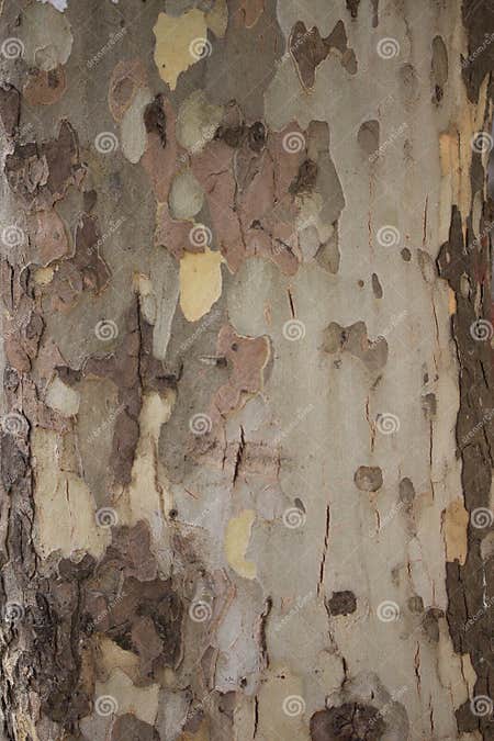 The Bark of the Old Maple Tree Stock Image - Image of dark, vertical ...