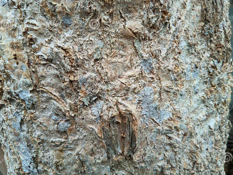 The Bark of Old Moringa Trees is Gray Stock Photo - Image of trees ...