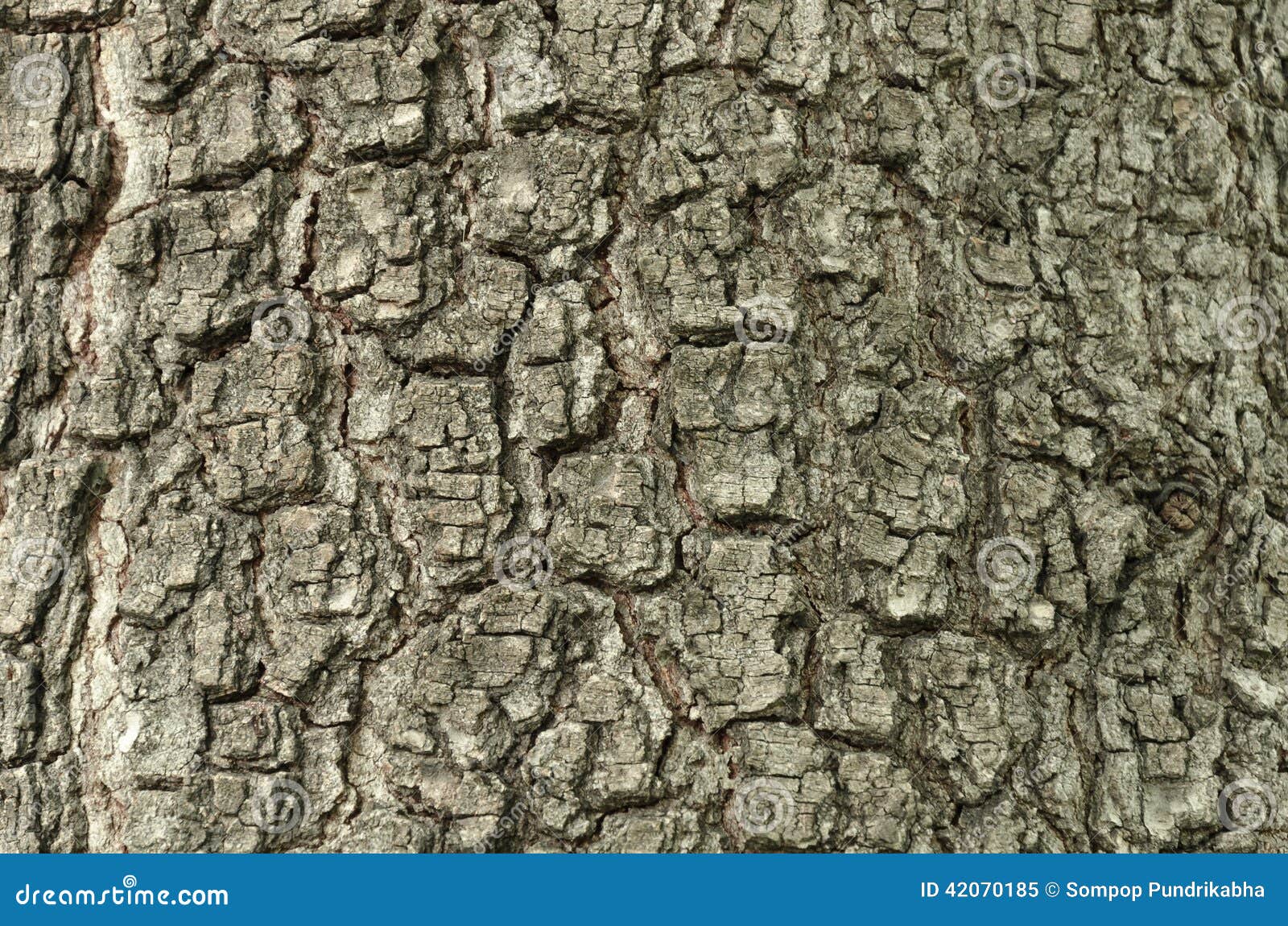 Seamless Oak Bark Texture