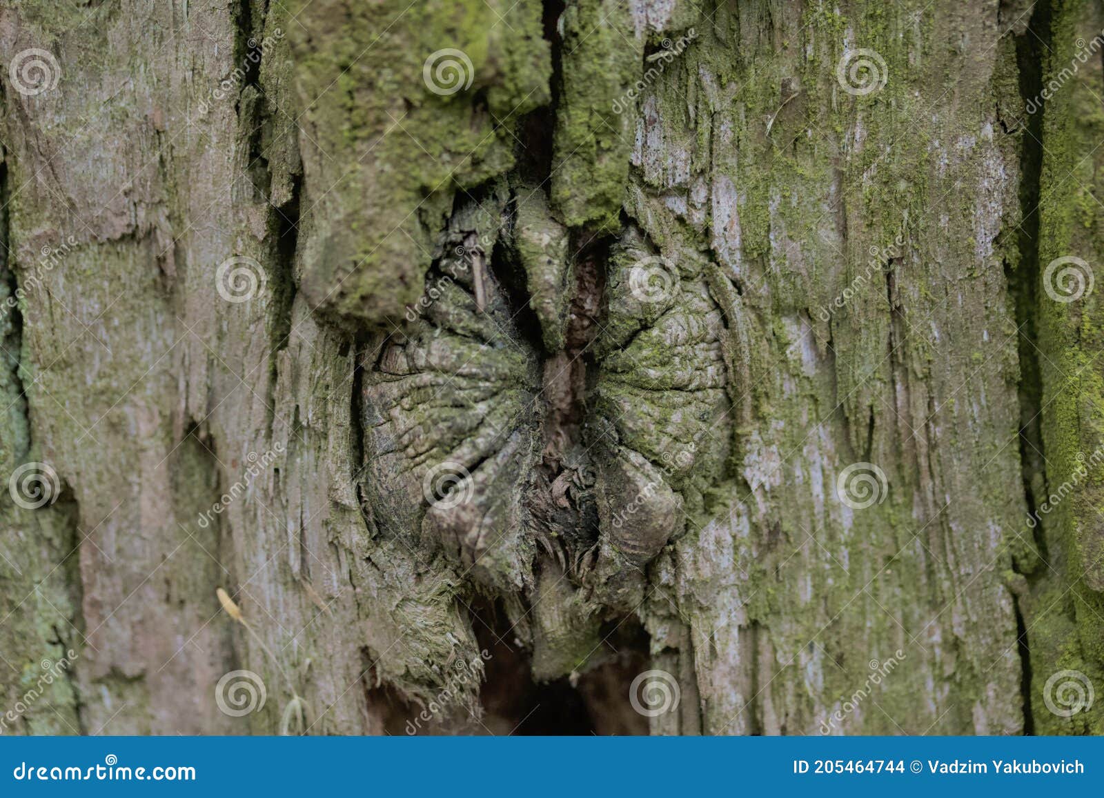 The Bark of an Old Oak Tree with a Fancy Texture. Close-up Shot Stock ...