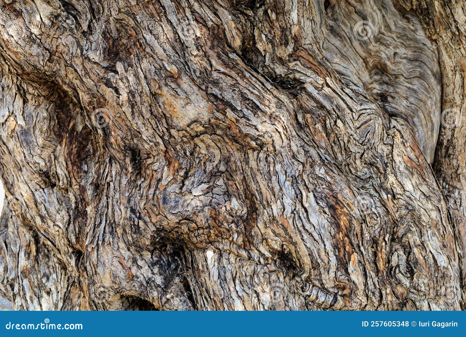 The Bark of an Old Olive Tree. Background with Copy Space Stock Photo ...