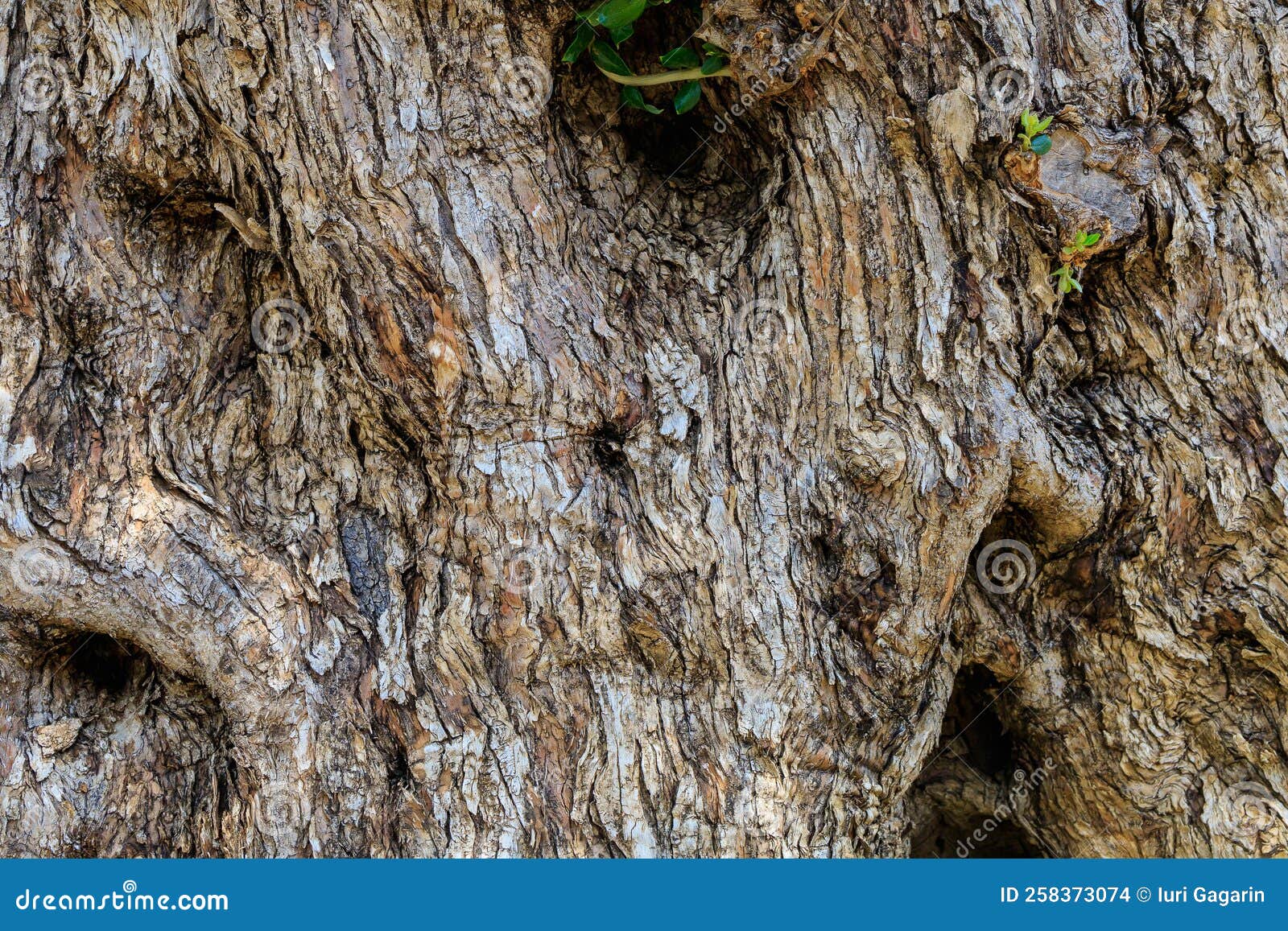 The Bark of an Old Olive Tree. Background with Copy Space Stock Photo ...