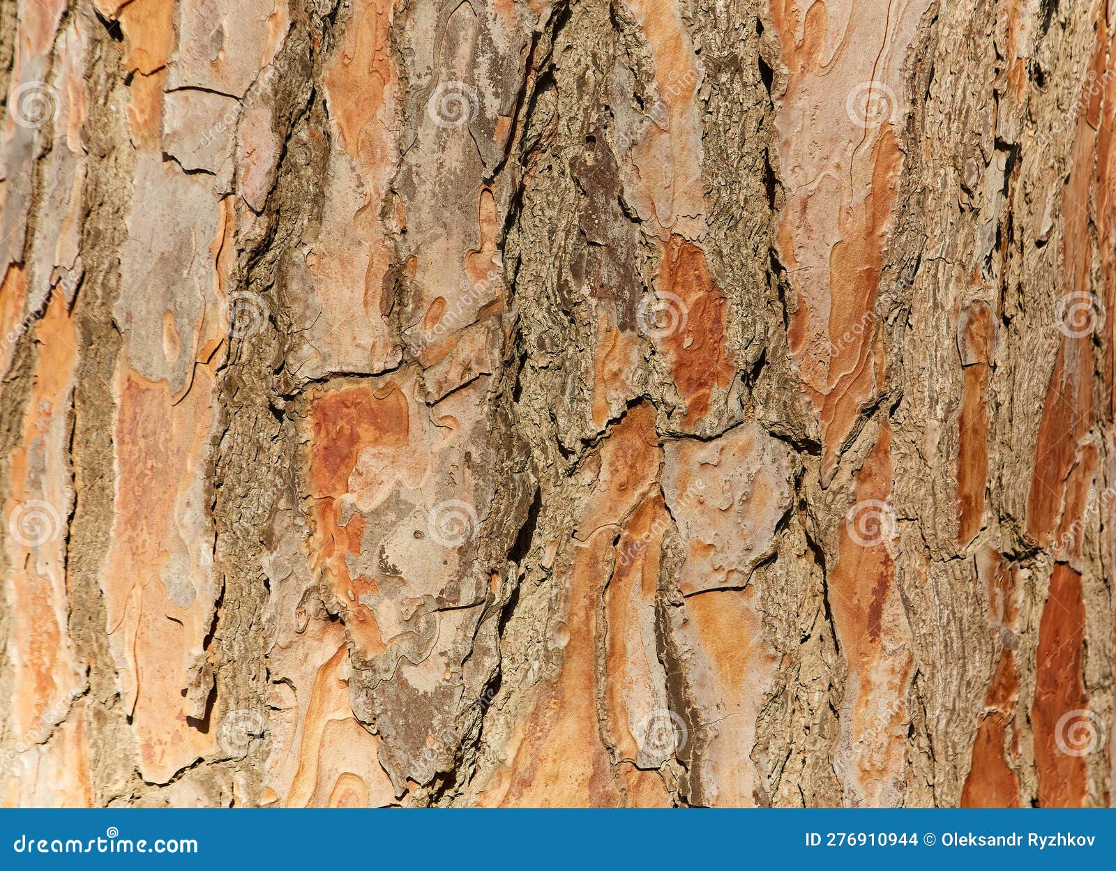 Bark of Old Pine Tree Texture, Background Stock Photo - Image of pine ...