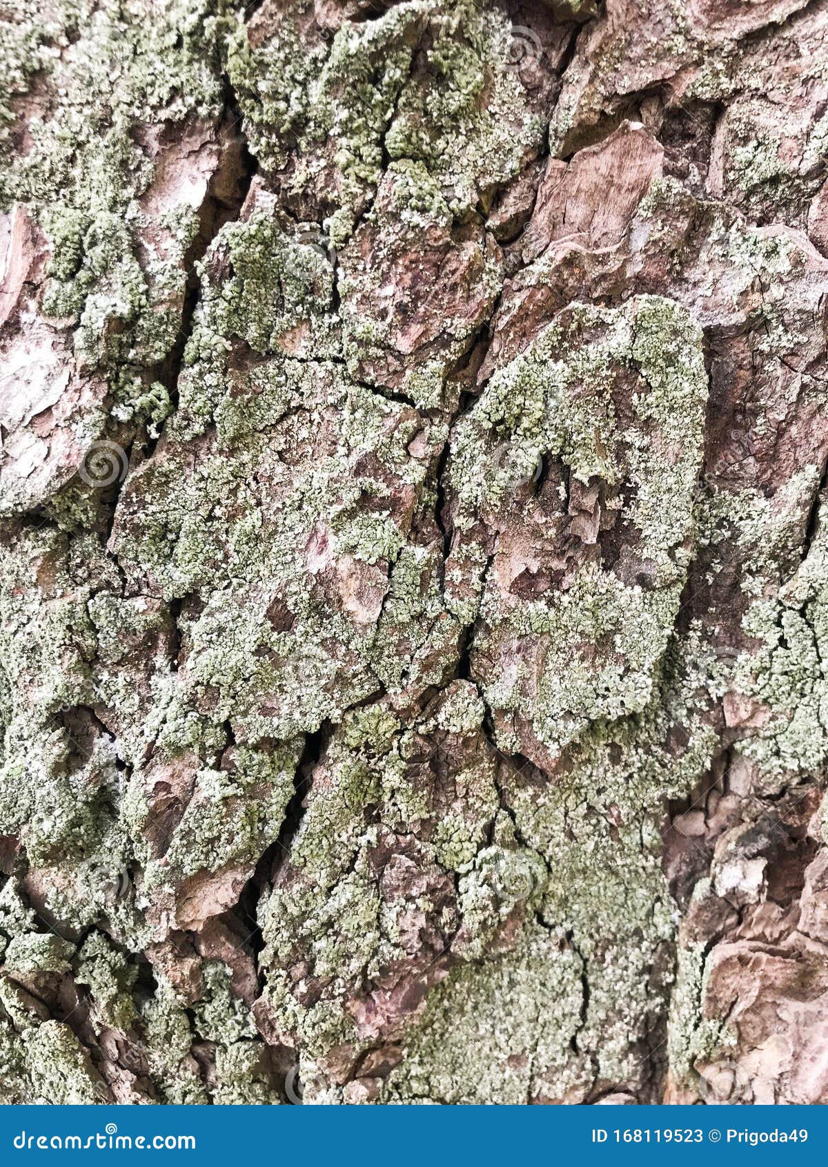 Bark of an Old Tree that is Already Covered with Mushrooms, Moss and ...
