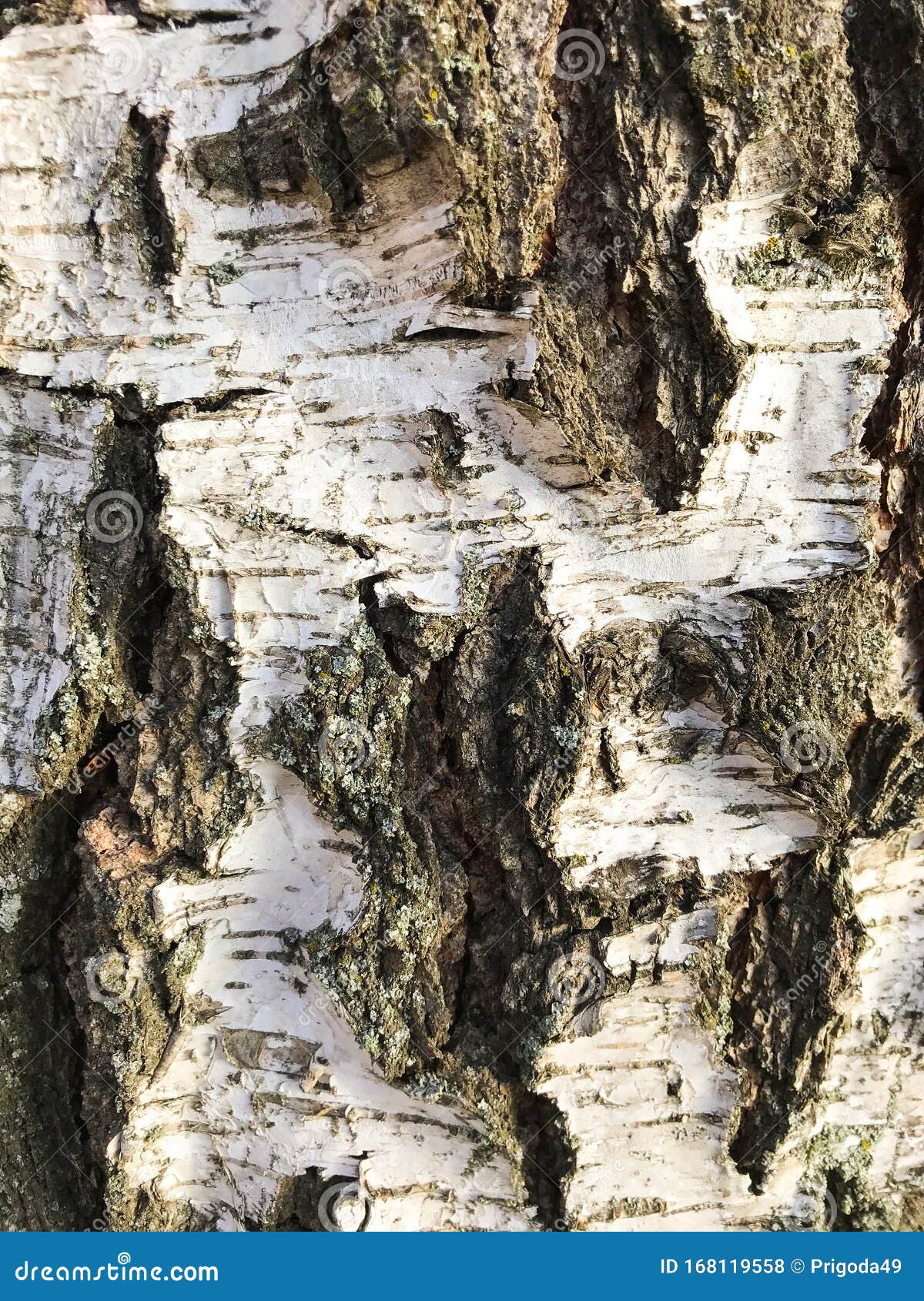 Bark of an Old Tree that is Already Covered with Mushrooms, Moss and ...