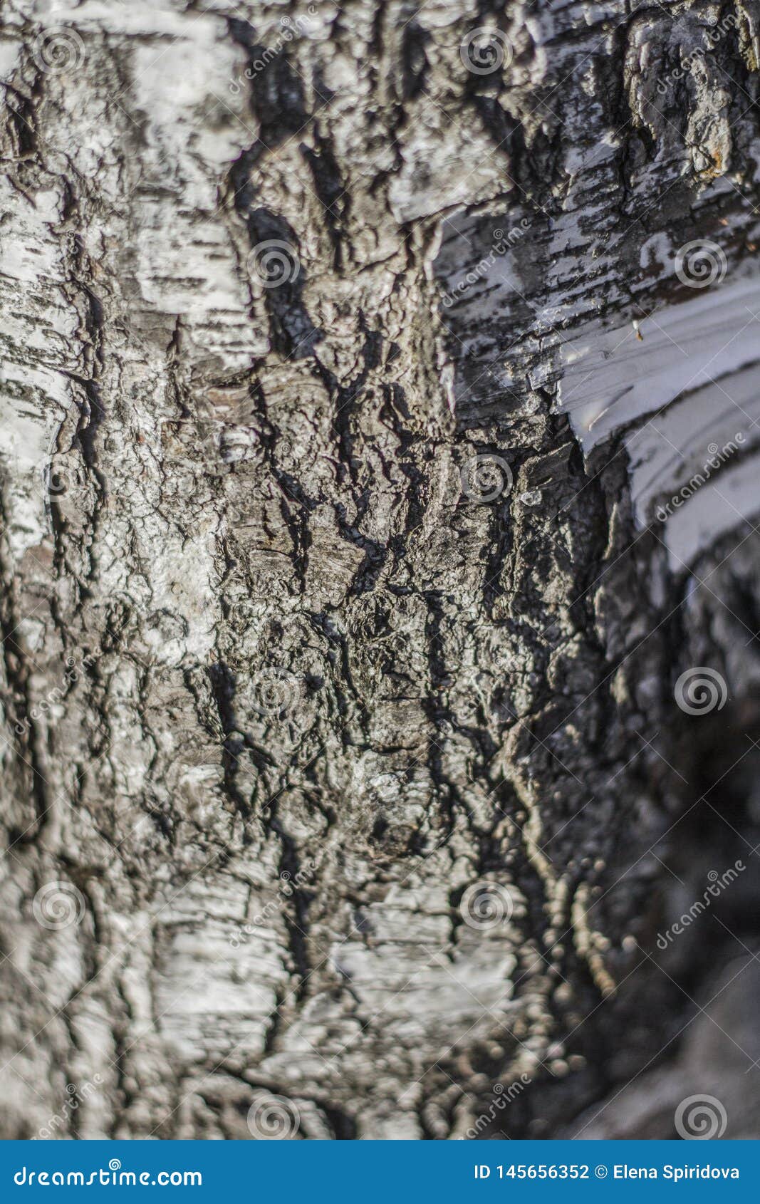 Bark of an old tree stock photo. Image of decay, macro - 145656352