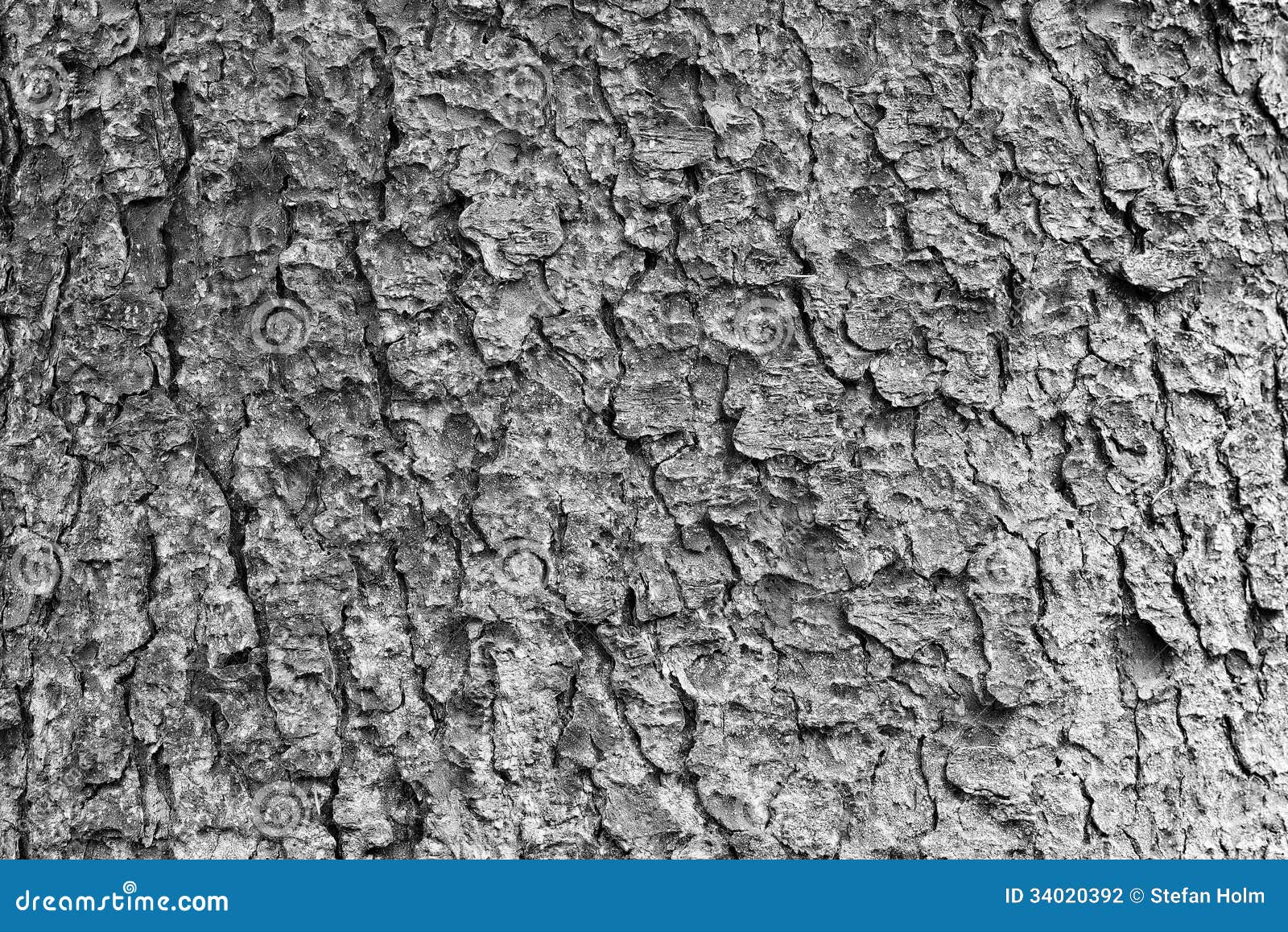 Bark of old tree, BW stock photo. Image of grey, brown - 34020392