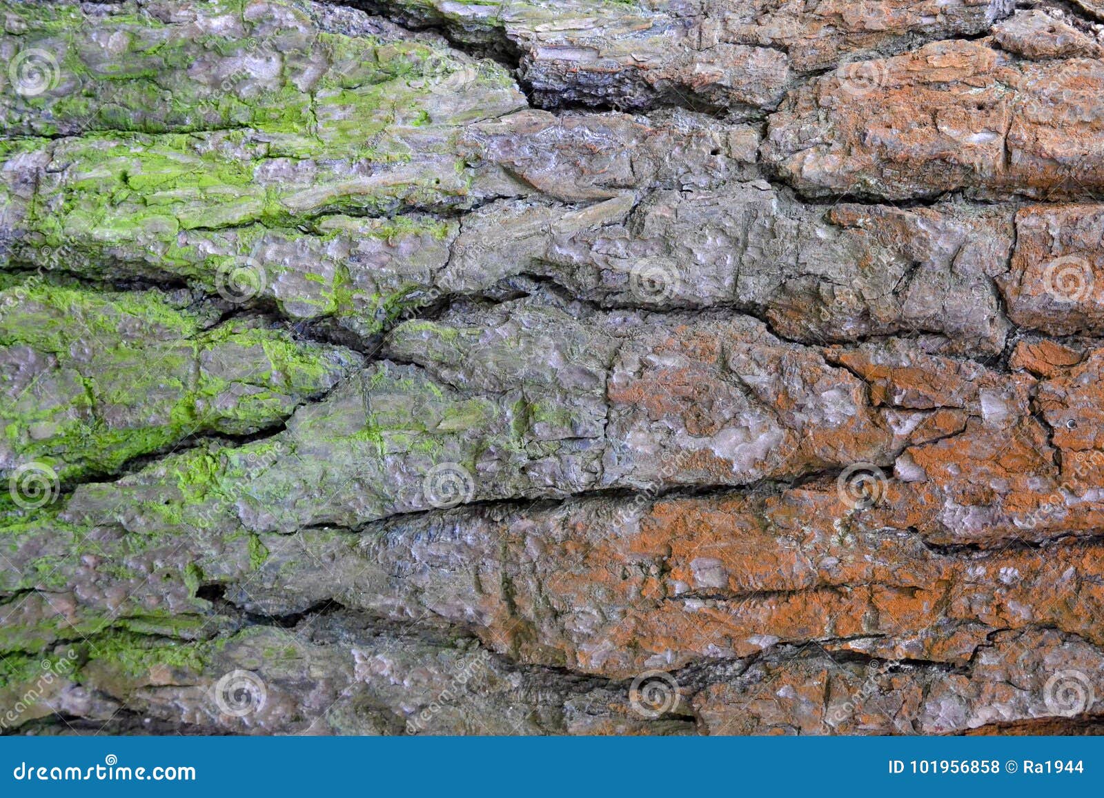 Bark of Old Tree with Green and Red Moss. Stock Photo - Image of macro ...