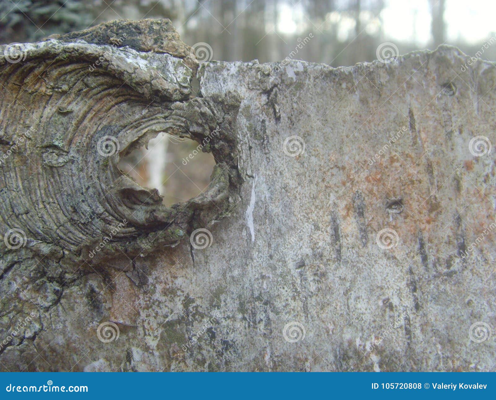 Bark of Tree with a Hole. Cora from an Old Tree. Stock Photo - Image of ...