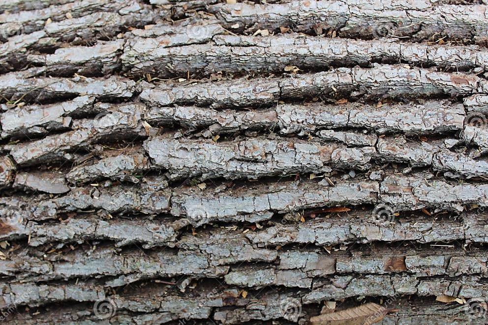 The Bark of an Old Tree. Macro. Canada. Stock Image - Image of trunk ...