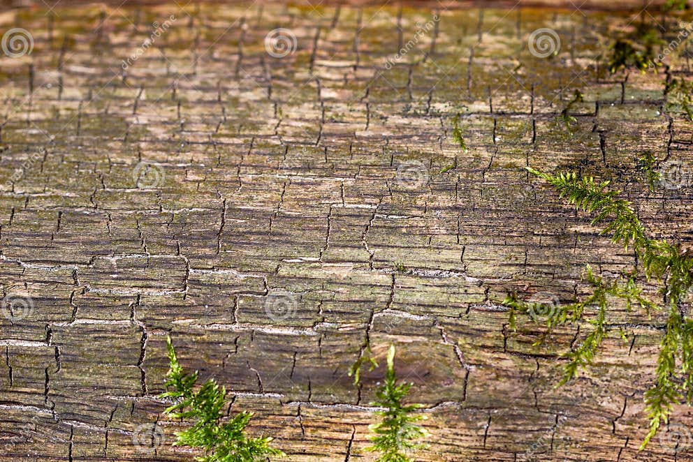 Bark of an Old Tree with Moss in the Form of a Frame Stock Image ...
