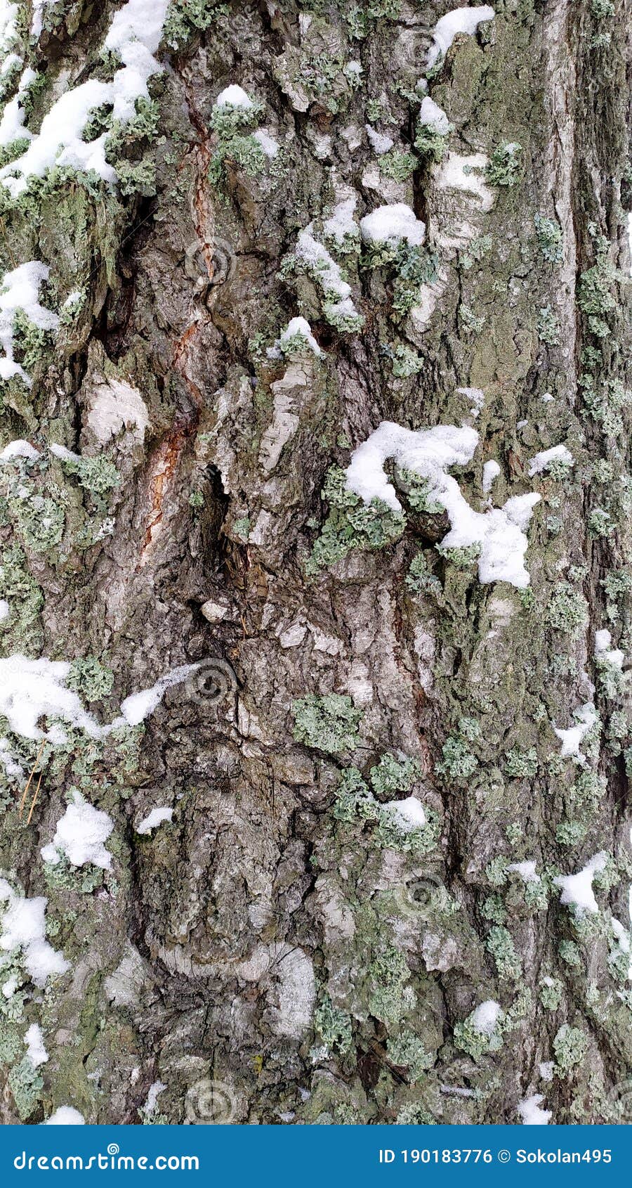 Bark of an Old Tree with Snow in Winter Stock Photo - Image of close ...
