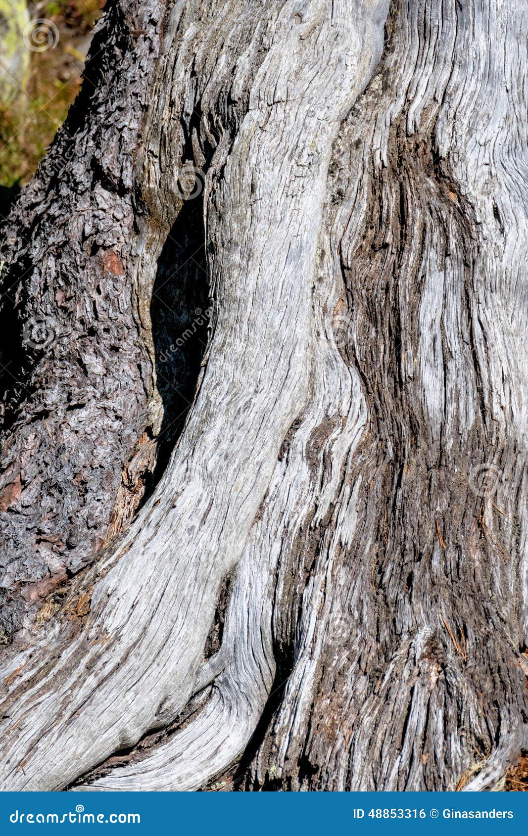 Bark of an old tree stock photo. Image of copy, background - 48853316